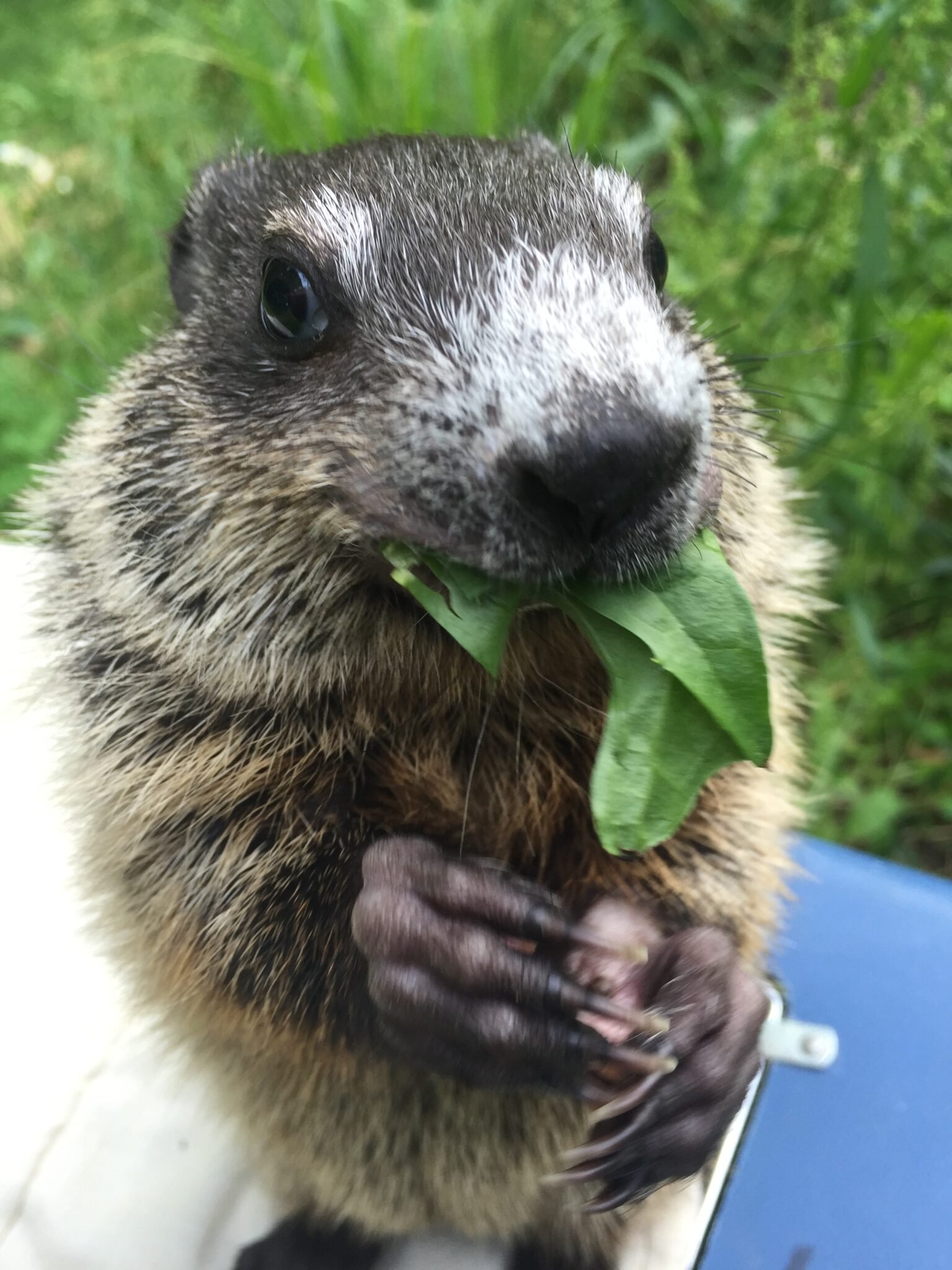 Second Chance Wildlife – Second Chance Wildlife Rescue Association